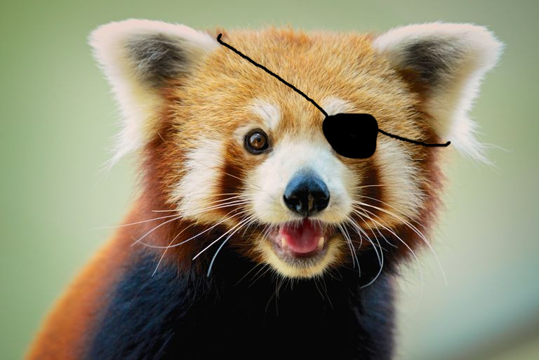 The Socratic Resplendence of the Red Panda – Potatoes and the Promise ...