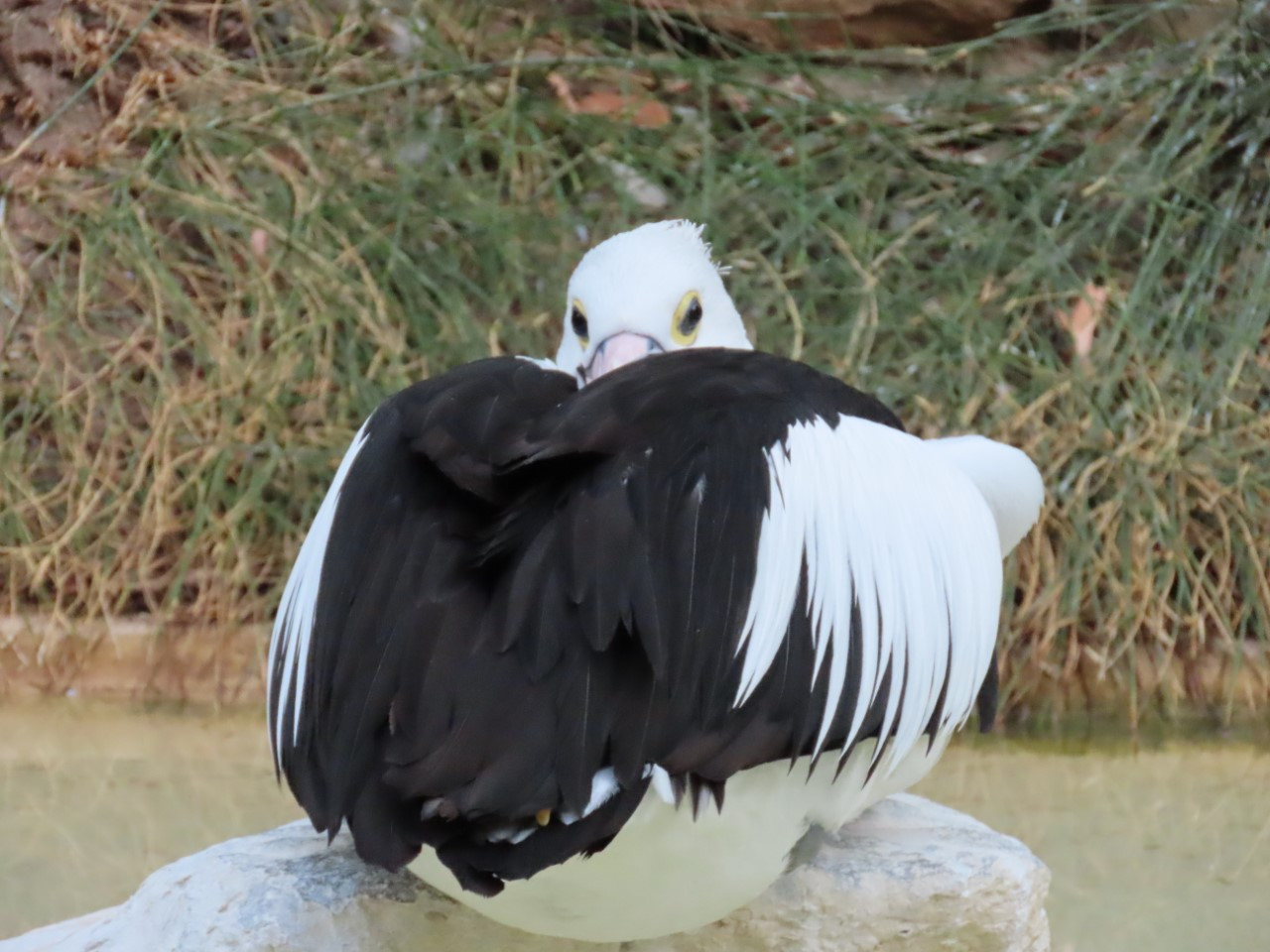 Why Our Next Super Hero Must Be Pelican Man – Potatoes and the Promise ...
