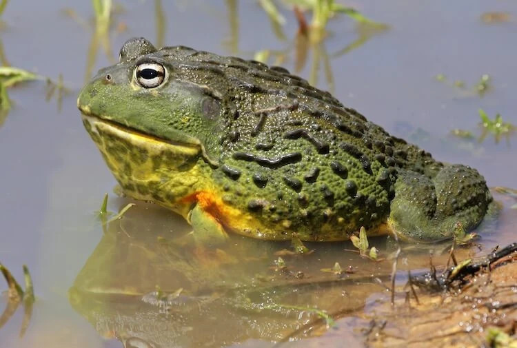The Very Uncurious Frog Who Went for a Walk – Potatoes and the Promise ...